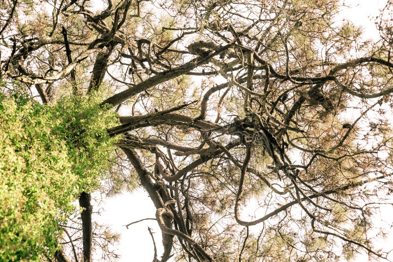 Tree Branches Pinus Pinaster on a Bright Day Stock Photo - Image of ...