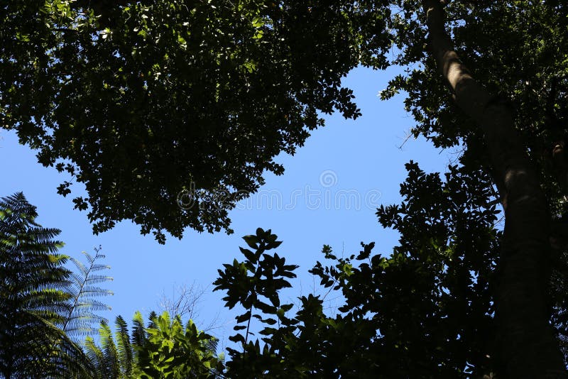 Tree Branches with Plenty of Trees Photographed from Below, There is ...
