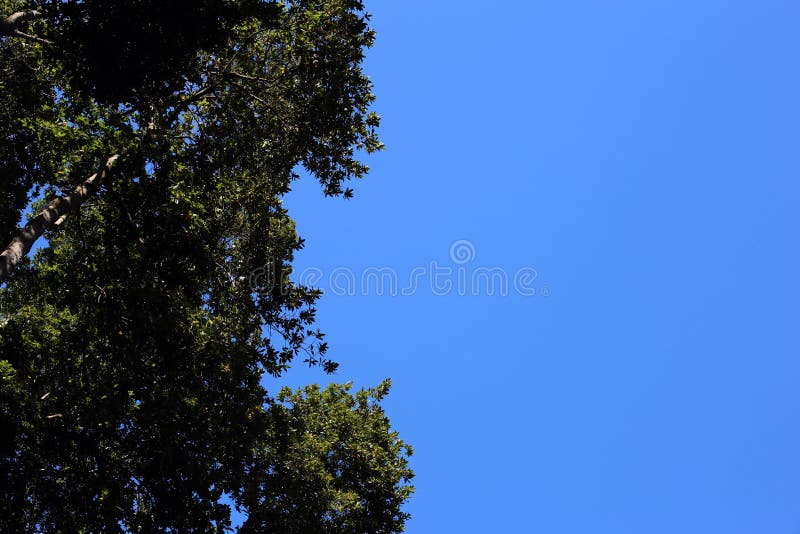 Tree Branches with Plenty of Trees Photographed from Below, There is ...