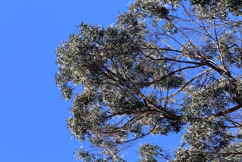 Tree Branches with Plenty of Trees Photographed from Below, There is ...