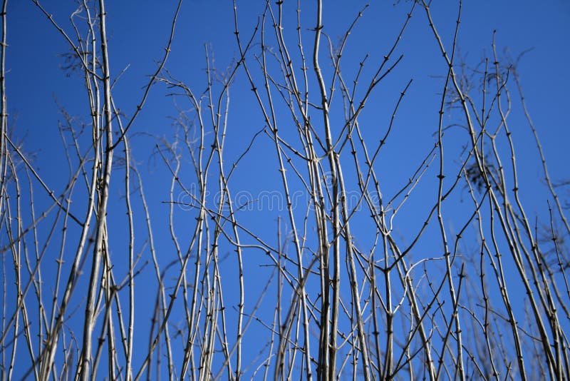 Tree Branches Reaching for the Blue Sky Stock Photo - Image of wood ...