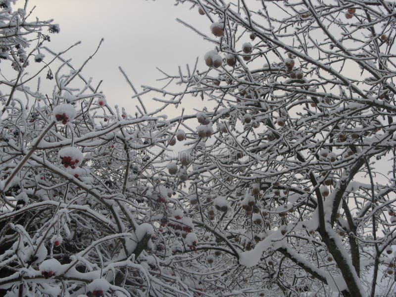 Tree Branches and Red Berries in the Snow Stock Photo - Image of ...