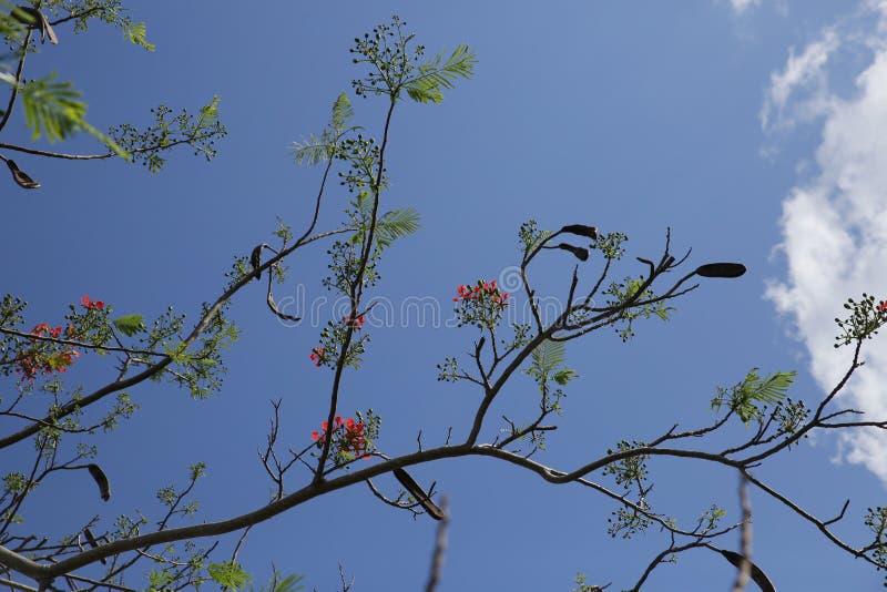 Fire Tree, or Delanix Royal Latin Delonix Regia. Tree Branches with Red ...