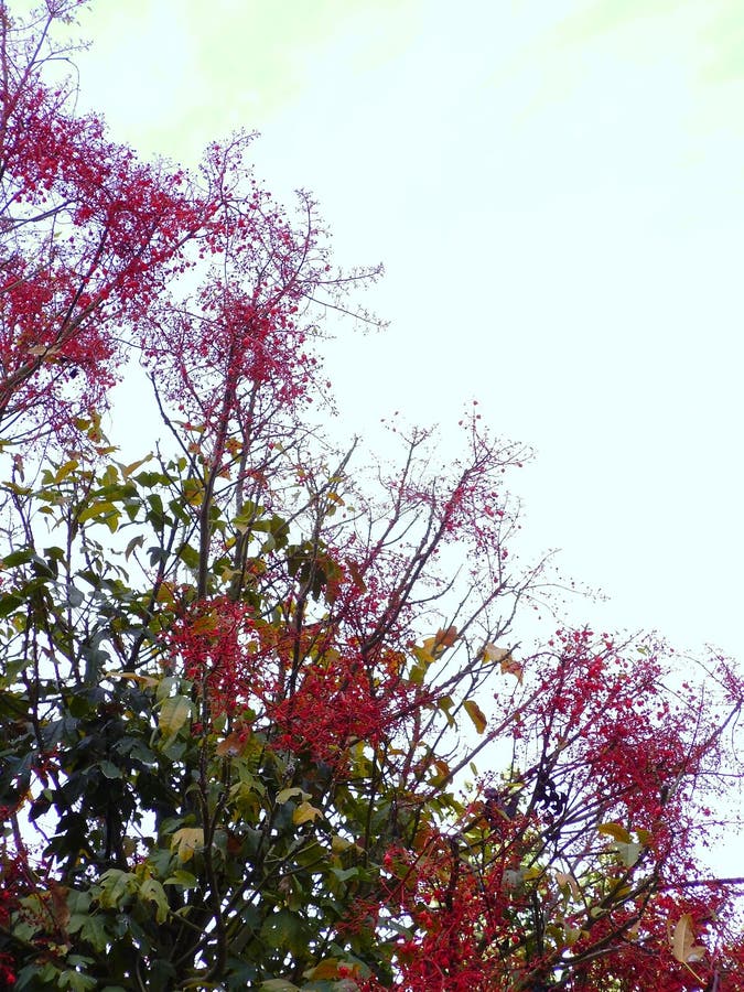 Tree Branches with Red Flowers in Spring Stock Image - Image of leaves ...