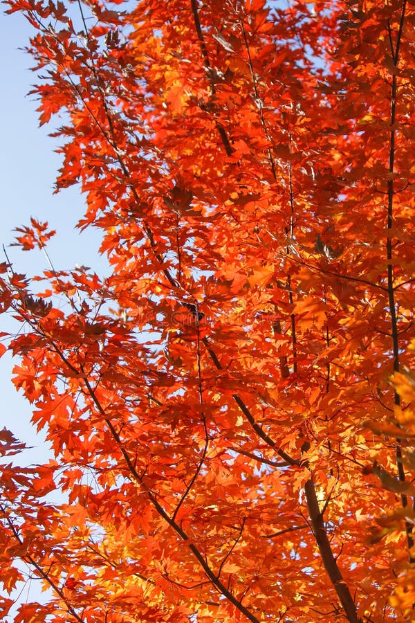 Tree Branches with Red Leaves Stock Photo - Image of bright, fall ...