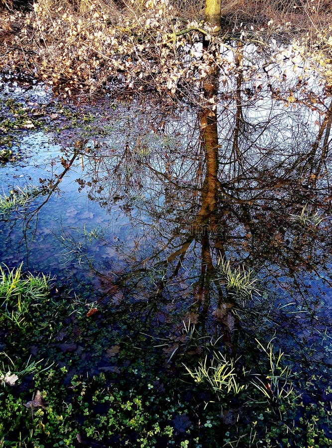 Branches Reflected Off a Pond during Summer Stock Image - Image of ...