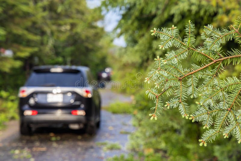 Tree Branches in Road after High Winds Stock Photo - Image of village ...
