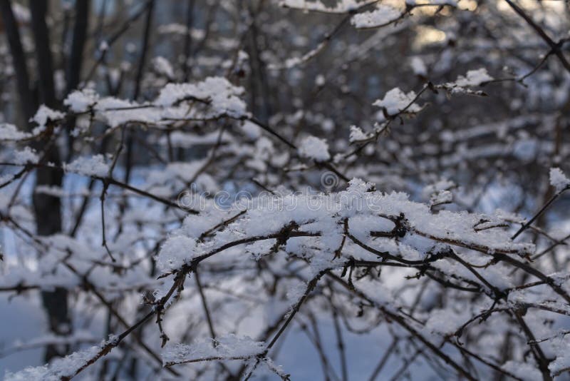 Tree Branches with Snowflakes. Trees in the Background in Blur. Stock ...