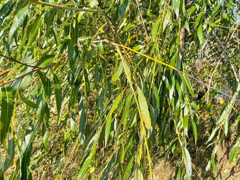 Tree Branches on the Sandy Shore. Sun Summer Stock Photo - Image of ...