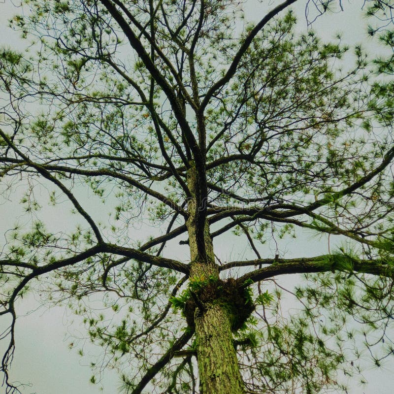 Tree Branches Seen from Below Stock Photo - Image of natural, tree ...