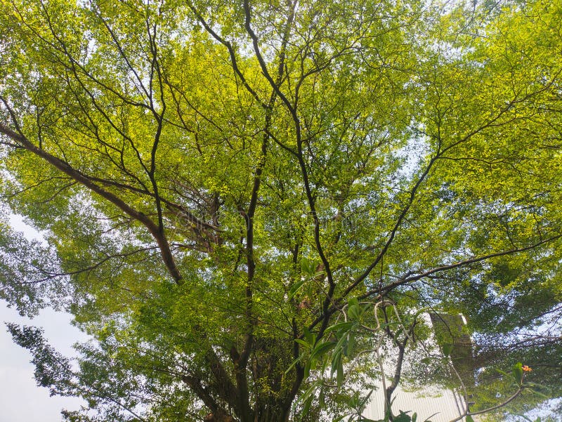 Tree Branches Seen from Under the Tree Stock Image - Image of landscape ...