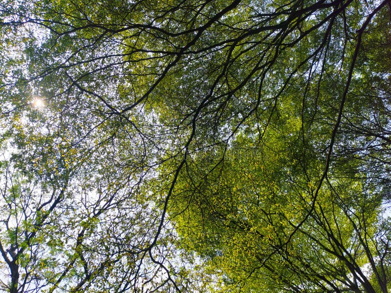 Tree Branches Seen from Under the Tree Stock Photo - Image of green ...