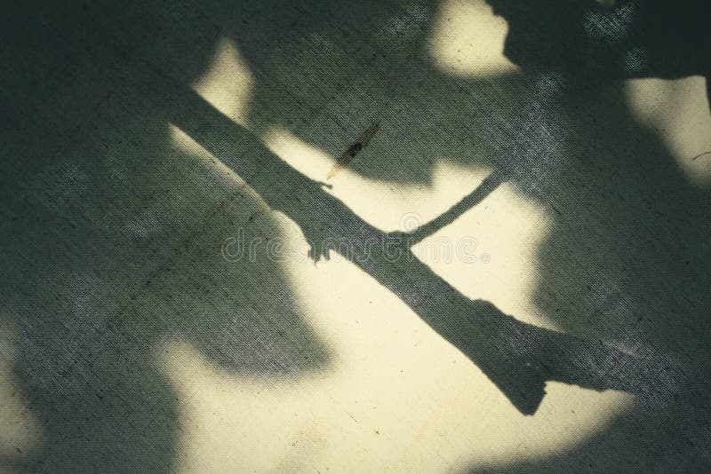 Tree branches with shadow stock image. Image of nature - 57388467