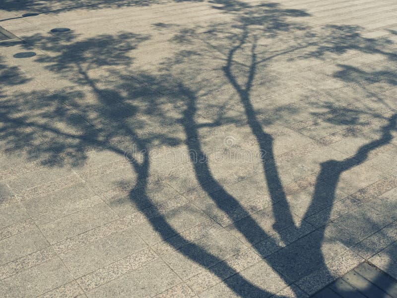 Tree Branches Shadow Nature Abstract Background Stock Image - Image of ...