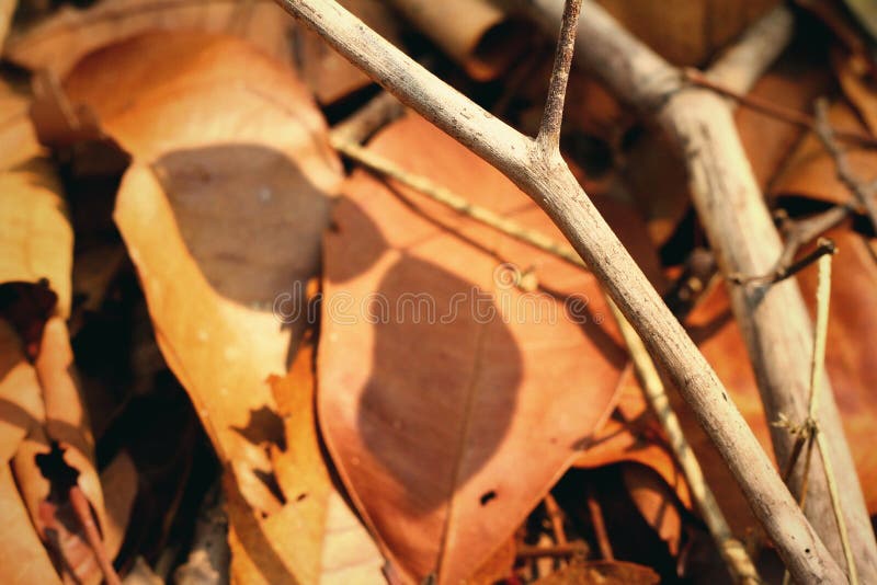 Tree branches and shadow stock photo. Image of spring - 57303826