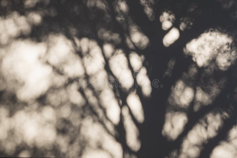 Tree Branches Shadow On Wall Nature Abstract Blur Background Stock ...