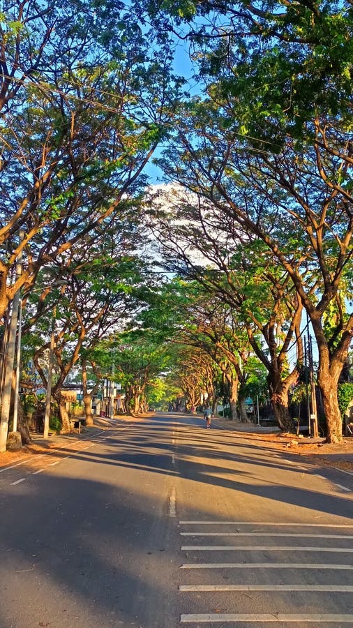 Tree Branches Shaking Hands in the Sunlight Stock Image - Image of ...