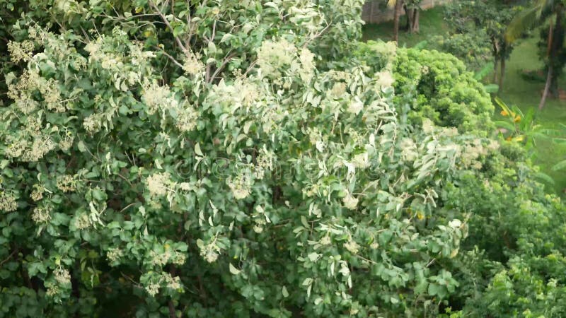 Tree Branches Shaking in Storm Winds Stock Video - Video of natural ...