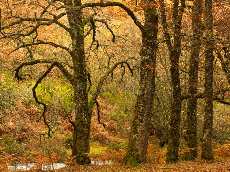 Tree branches with shapes stock image. Image of branch - 160044389