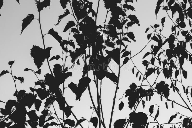 Tree and Branches Silhouette. Detailed Vector Illustration Stock Vector ...