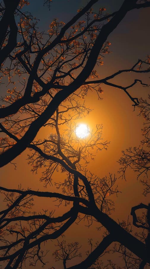 Tree Branches Silhouette Under the Autumn Sun, a Peaceful Scene Stock ...
