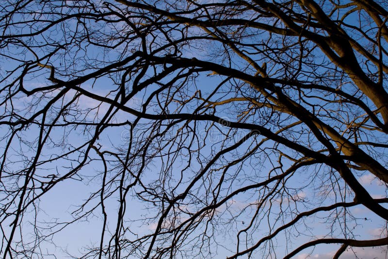 Tree Branches And The Sky Picture. Image: 3102516
