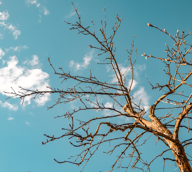 The Tree Branches on the Sky Backround Stock Photo - Image of nature ...