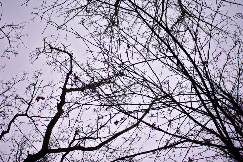 Tree Branches and the Sky from Below in Weissensee Jewish Cemetery in ...