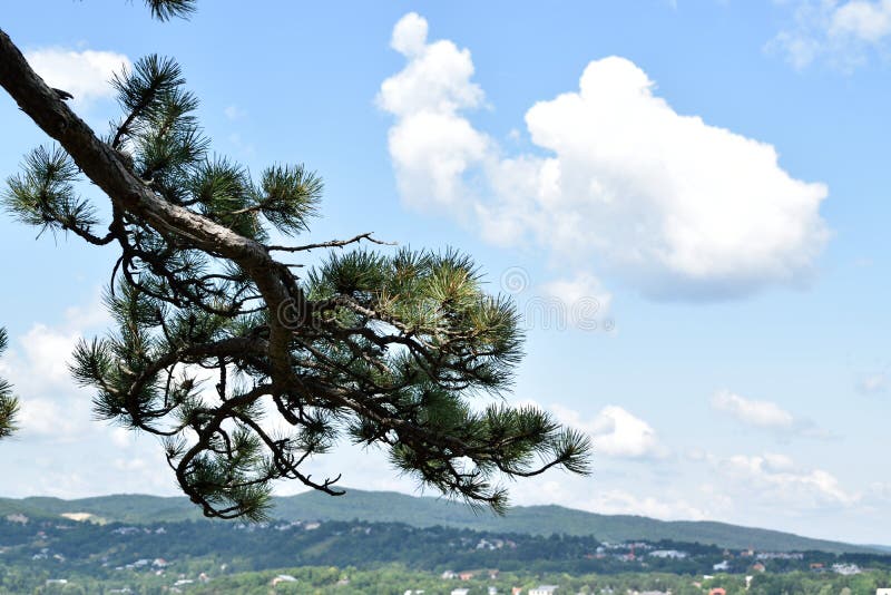 Tree branches in the sky stock photo. Image of mountain - 159605564