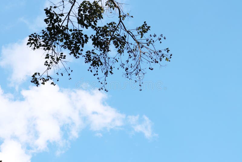 Tree branches and sky stock photo. Image of color, plant - 203796042