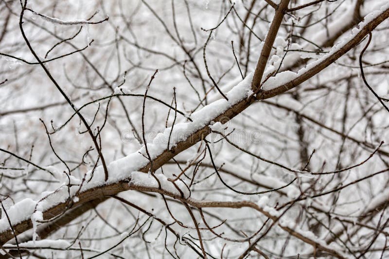 Tree branches in the snow stock image. Image of white - 109339993