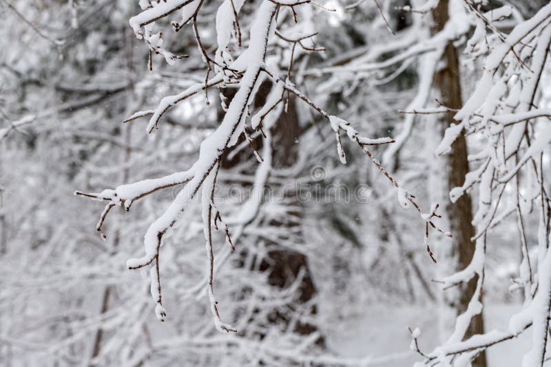 Tree Branches with Snow in Park in Winter Stock Image - Image of ...