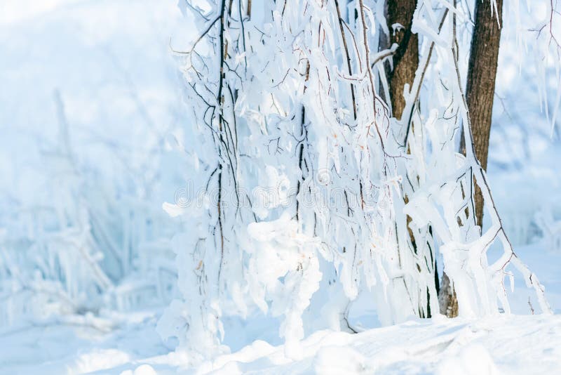 Tree Branches with Snow Stuck To the Tree Trunks in the Winter Forest ...