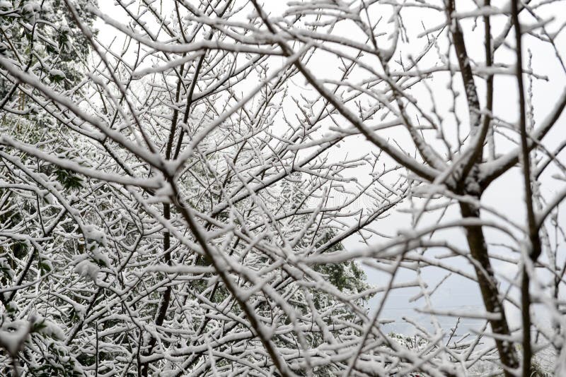 Tree branches in the snow stock photo. Image of landscape - 66981198