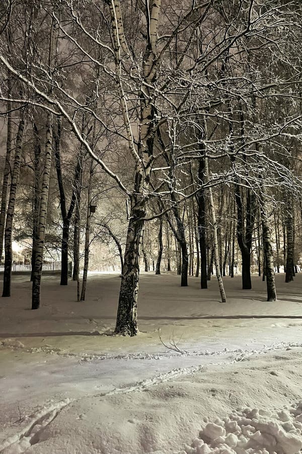 Tree Branches in the Snow in Winter, Evening Park in January Stock ...
