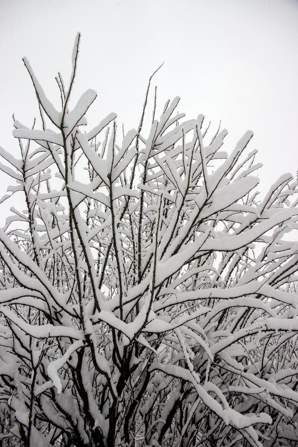 Tree Branches in the Snow after a Winter Snowfall in the Forest Stock ...
