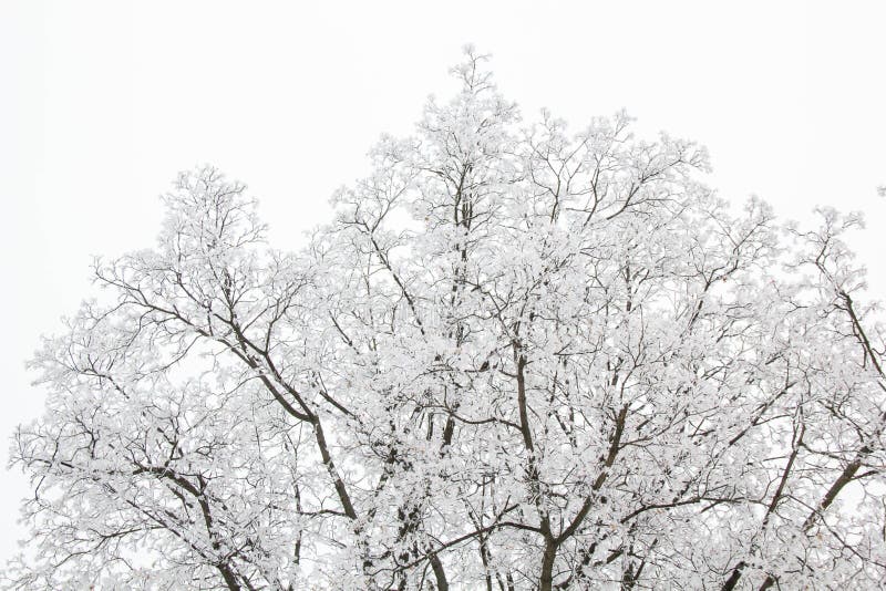 Tree Branches on a Snowy Day in the Winter Forest Stock Photo - Image ...