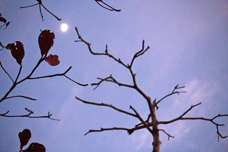Tree Branches with Sparse Leaves, Bare Thin Tree Against Sky. Stock ...
