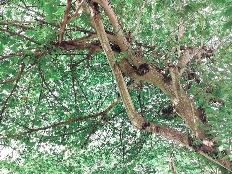 Tree Branches stock image. Image of spreading, leaves - 302597259