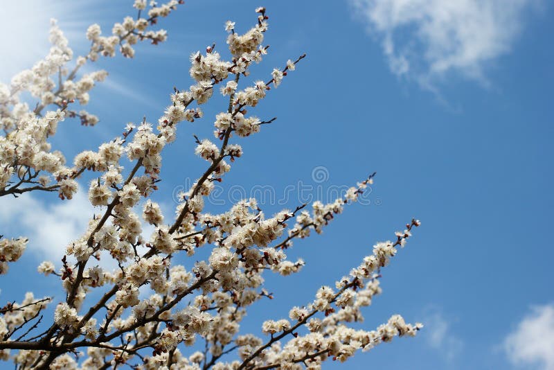 Tree Branches with Spring Blossoms on Bright Blue Sky Background Stock ...