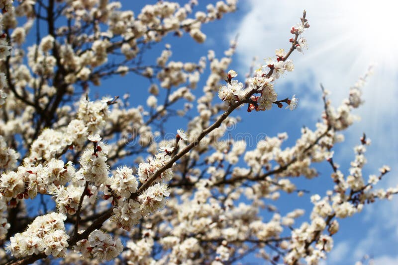 Tree Branches with Spring Blossoms on Bright Blue Sky and Clouds ...