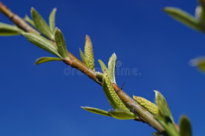 Tree Branches in Spring, Budding Buds. Green, Light Green Leaves Stock ...