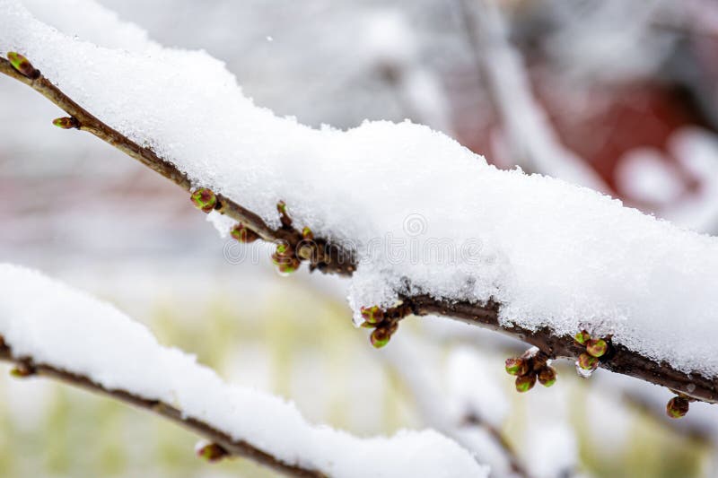 Tree Branches in Spring Covered with Snow, Close Up. Stock Photo ...