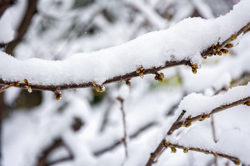 Tree Branches in Spring Covered with Snow, Close Up. Stock Image ...