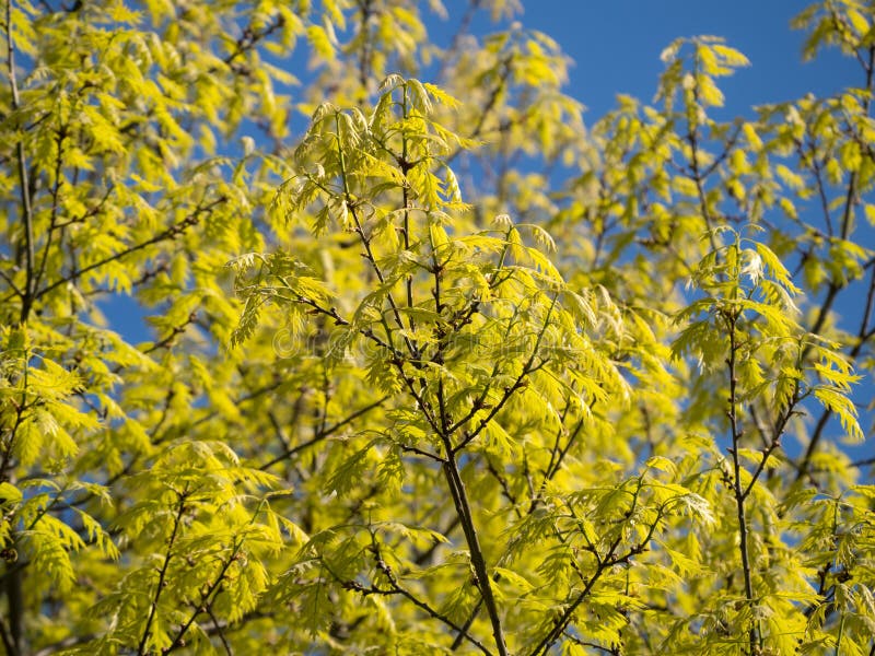 Tree Branches in the Spring Stock Image - Image of maple, yellow: 251712729