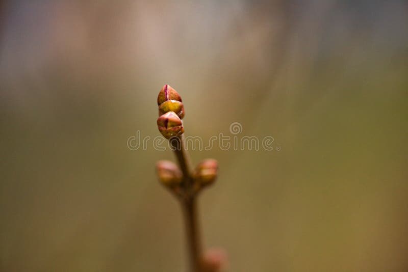 Tree Branches with Spring Green Budding Leaves Closeup. Springtime ...