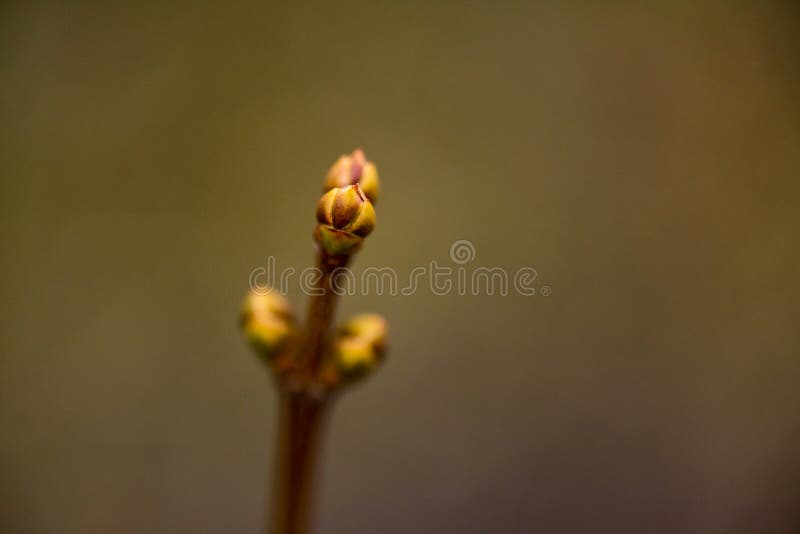 Tree Branches with Spring Green Budding Leaves Closeup. Springtime ...