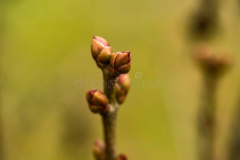Tree Branches with Spring Green Budding Leaves Closeup. Springtime ...