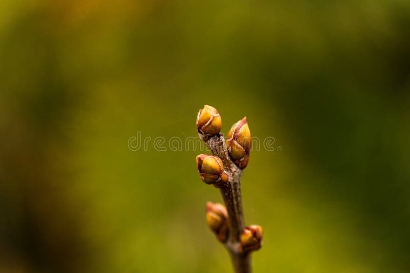 Tree Branches with Spring Green Budding Leaves Closeup. Springtime ...