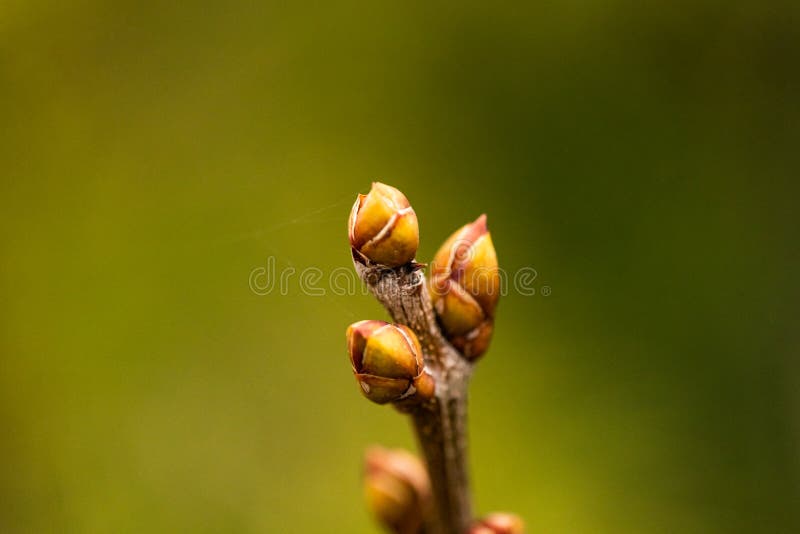 Tree Branches with Spring Green Budding Leaves Closeup. Springtime ...